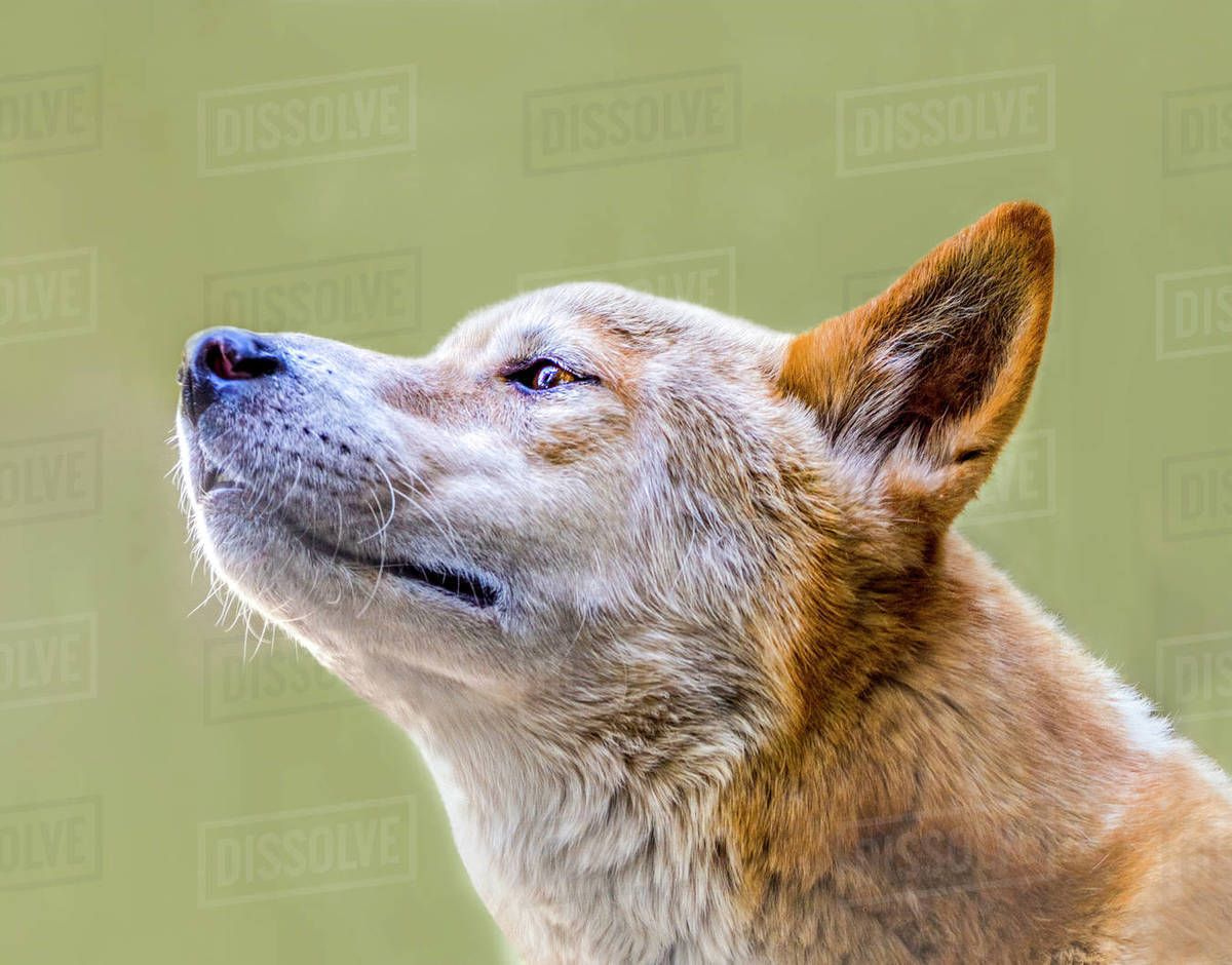 Portrait of an Australian dingo, Australia - Royalty-free Stock Photo ...