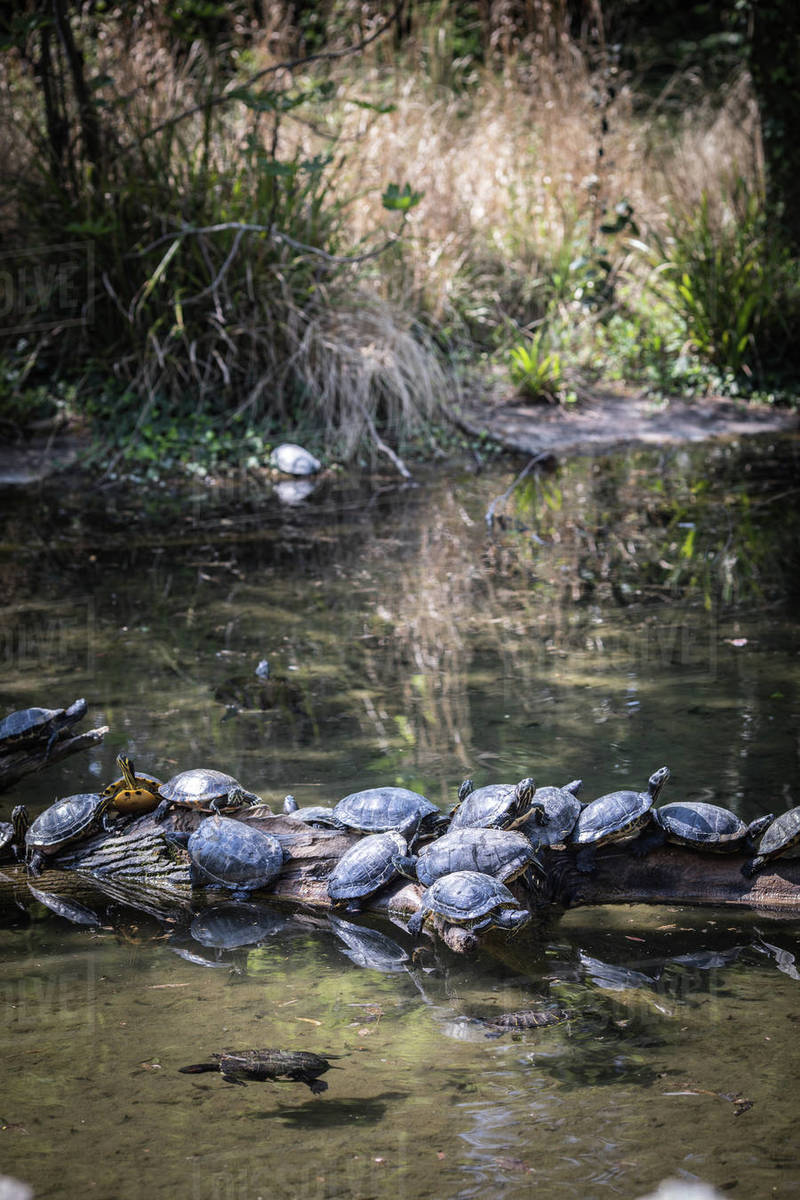 Row of turtles on a branch in a river, France - Stock Photo - Dissolve