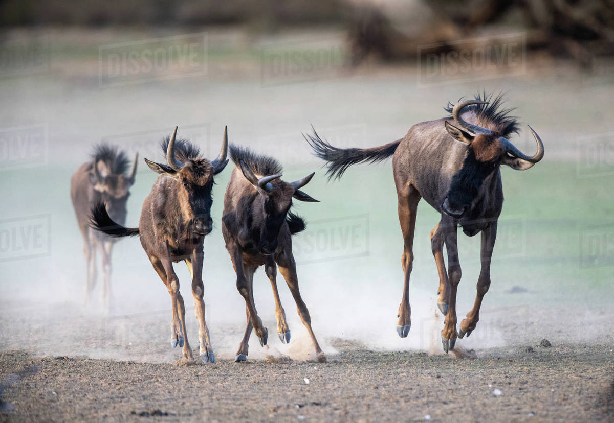Blue wildebeest calves running in the bush, Botswana - Royalty-free Stock Photo | Dissolve