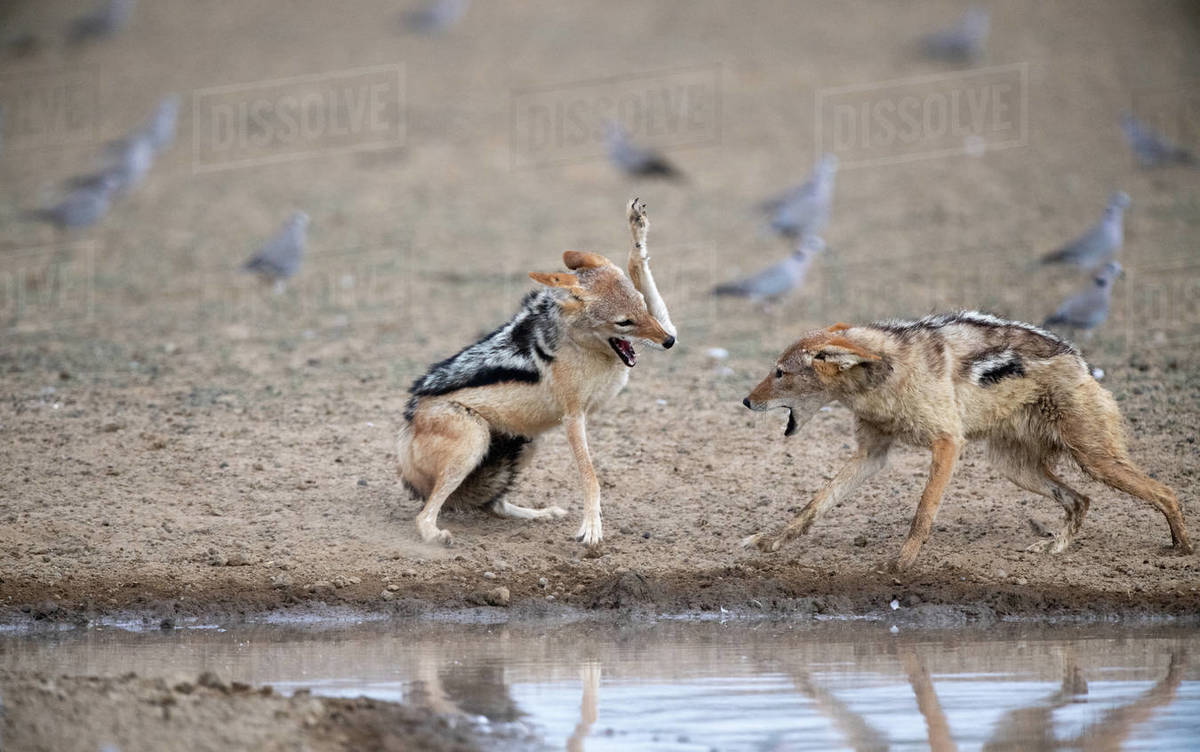 Two Black-back jackals fighting by a waterhole, South Africa - Royalty ...