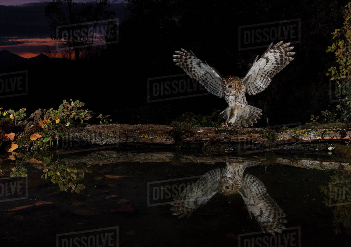 Reflection of a tawny owl in a pond, Spain - Stock Photo - Dissolve