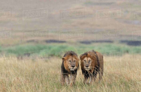 Two lions hunting in the African Savannah, Kenya - Royalty-free Stock ...