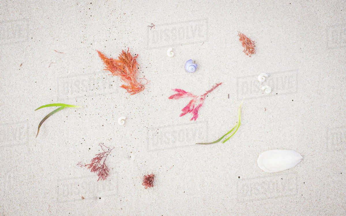 Seashells and seaweed on beach, Australia - Royalty-free Stock Photo ...
