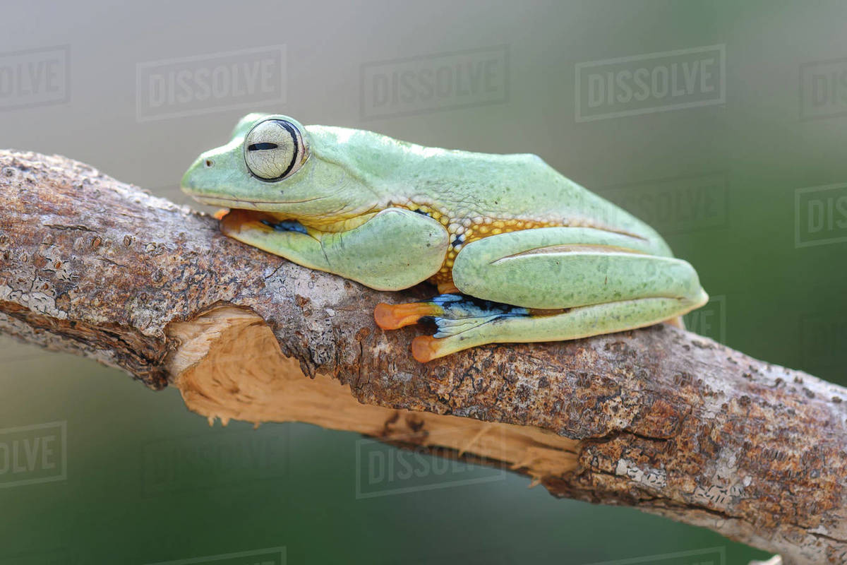 Wallace Flying Frog on a branch, Kalimantan, Borneo, Indonesia - Stock ...