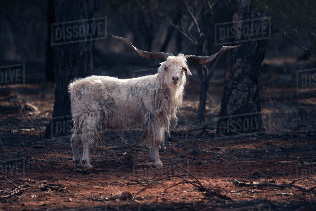 Close up of Mole cricket (Gryllotalpidae), Australia - Royalty-free ...