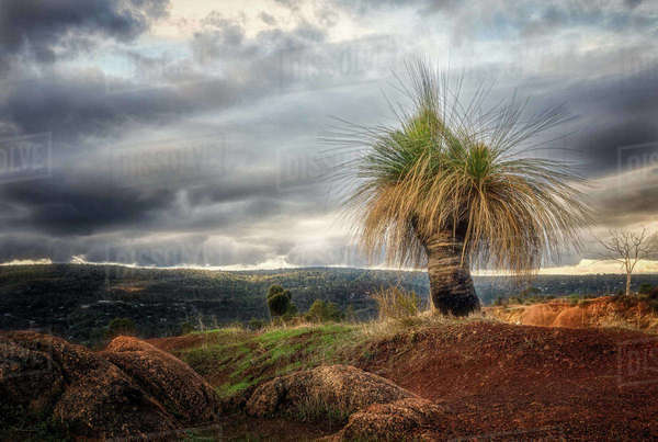 Austral Grass tree at sunset on the Zig Zag Road, Kalamunda, Western ...