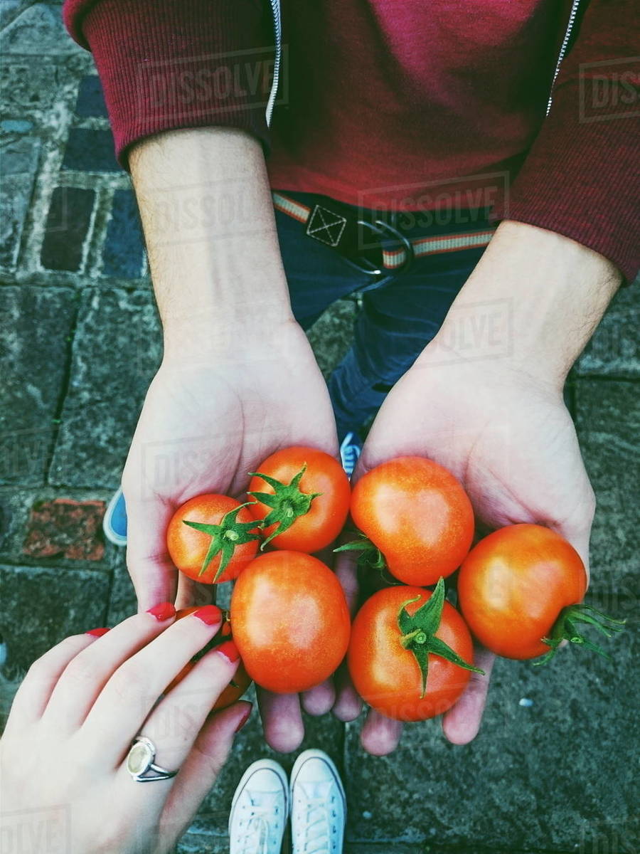 Hands holding fresh tomatoes - Stock Photo - Dissolve