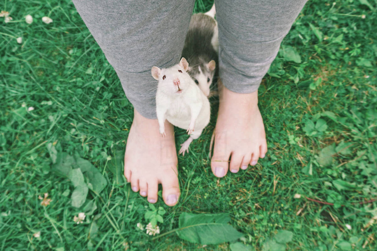 Two pet rats by a woman's feet - Royalty-free Stock Photo | Dissolve