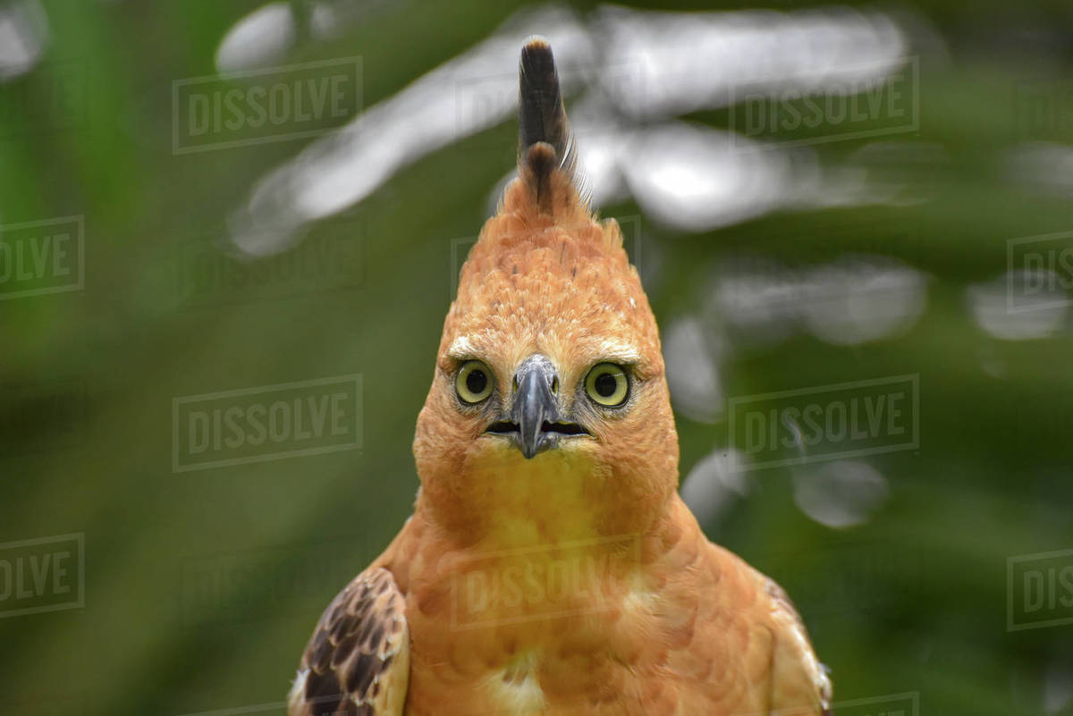 Portrait of a Javan Hawk-eagle, Indonesia - Royalty-free Stock Photo ...