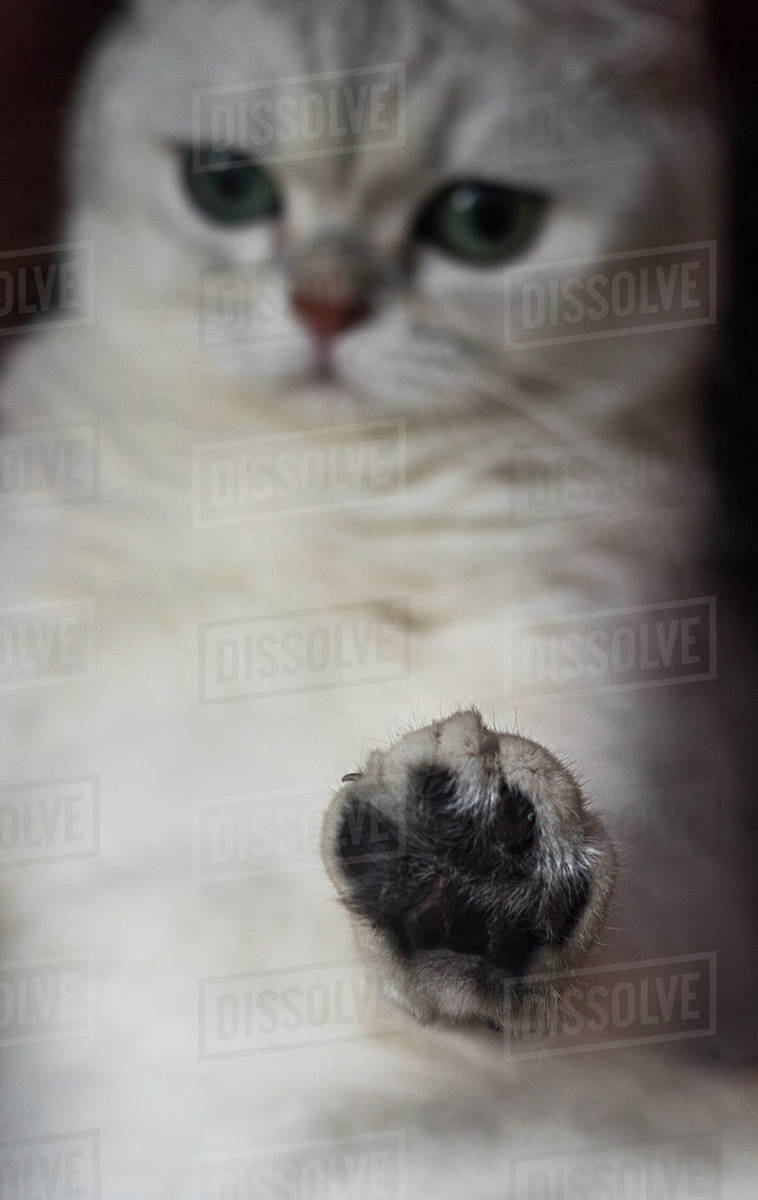 Portrait of a kitten with its paw on the window - Royalty-free Stock ...