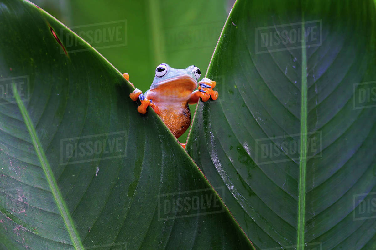 Wallace's flying frog on a leaf, Indonesia - Stock Photo - Dissolve