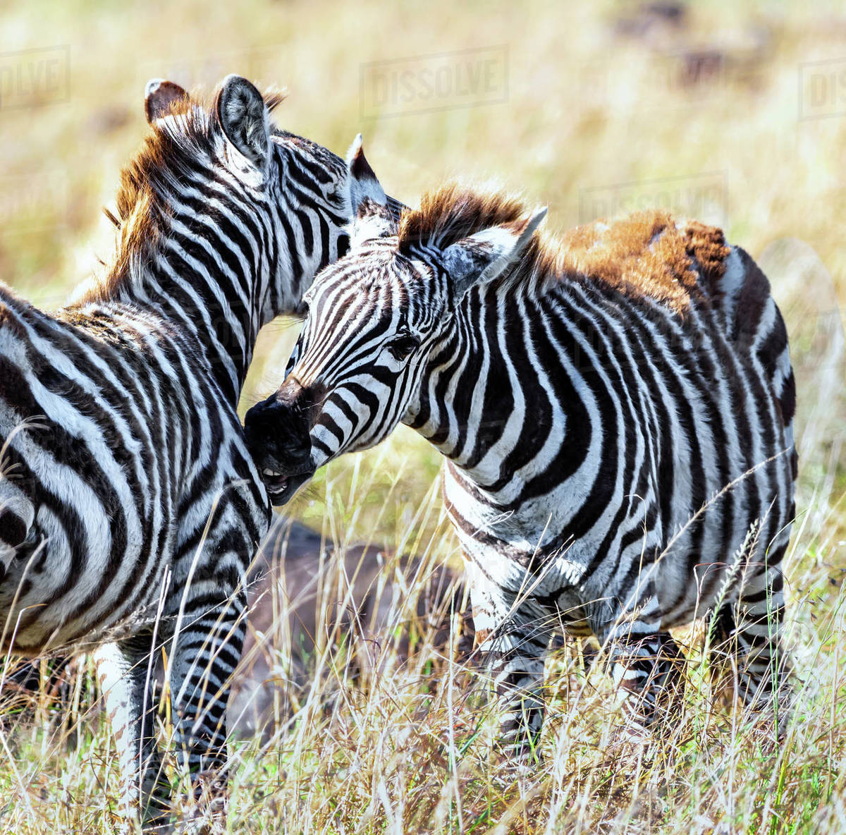 Two zebras grooming each other, Masai Mara, Kenya - Royalty-free Stock ...