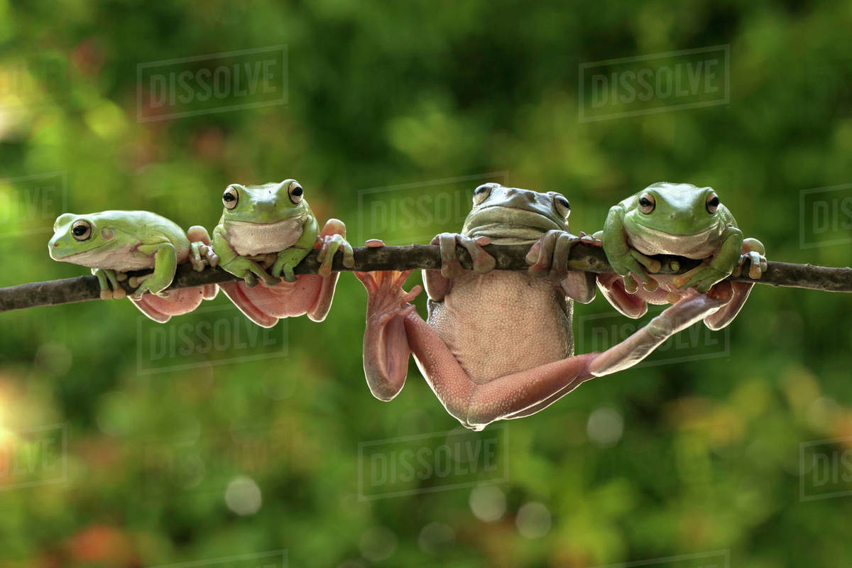 Four frogs on a branch, Indonesia - Stock Photo - Dissolve