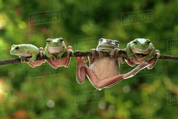 Four frogs on a branch, Indonesia - Stock Photo - Dissolve