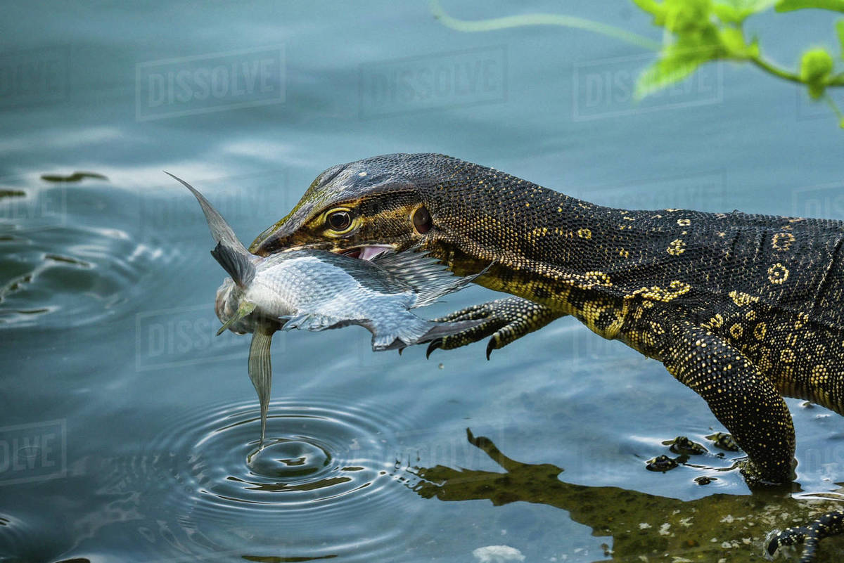 Monitor lizard by a pond with a fish in its mouth, Indonesia - Royalty ...