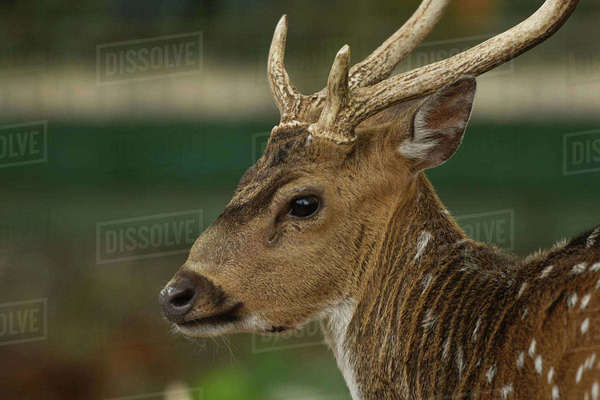 Portrait of a young female deer, Indonesia - Stock Photo - Dissolve