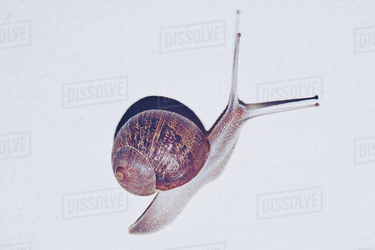 Overhead view of a snail - Stock Photo - Dissolve