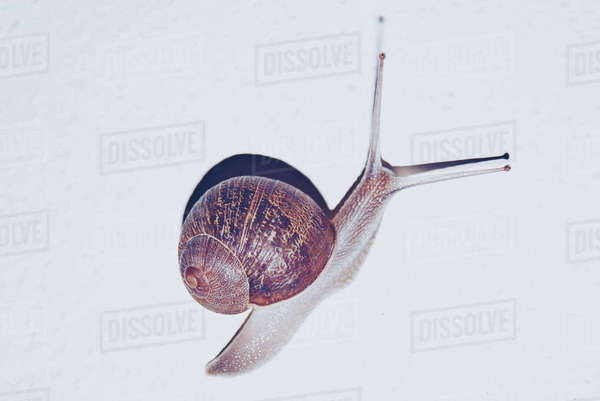 Overhead view of a snail - Stock Photo - Dissolve