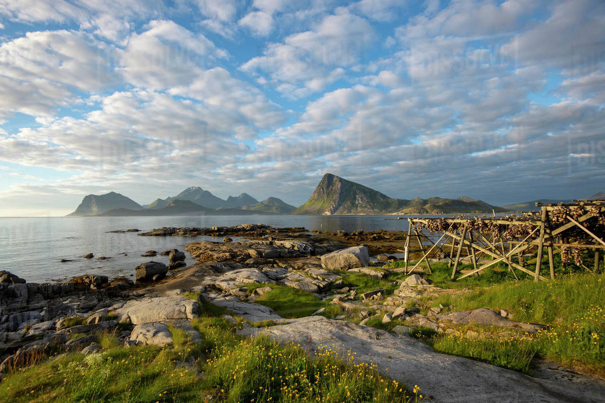 Fish drying racks, Litj Sandnes, Flakstad, Lofoten, Nordland, Norway ...
