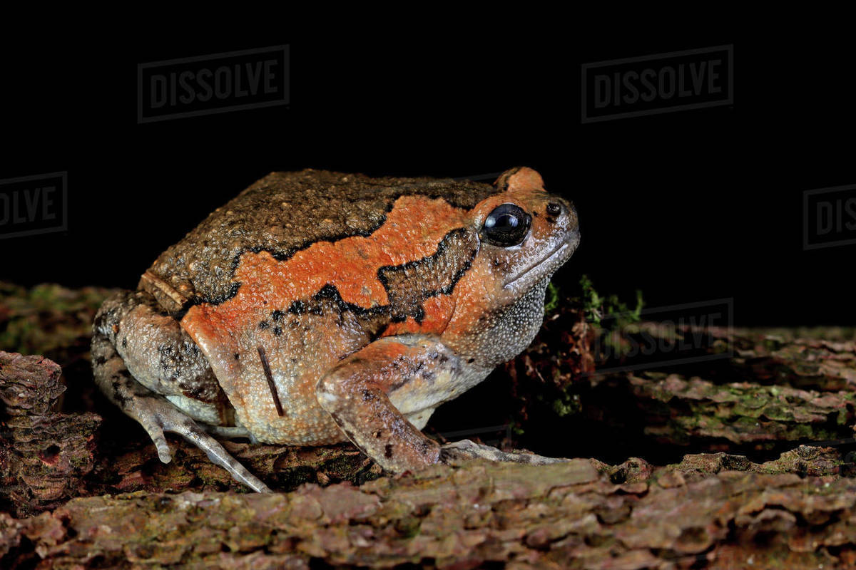 Close-up portrait of a Banded bullfrog (Kaloula pulchra), Indonesia ...