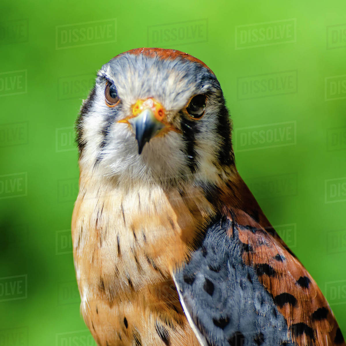 Portrait of an American Kestrel, Canada - Royalty-free Stock Photo ...