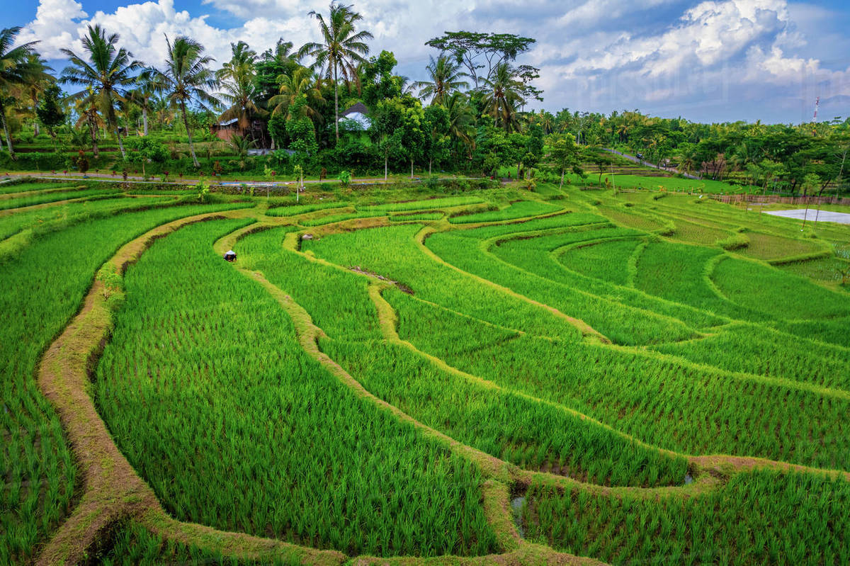 Farmer working in a tropical rice field, Lombok, Indonesia - Stock ...