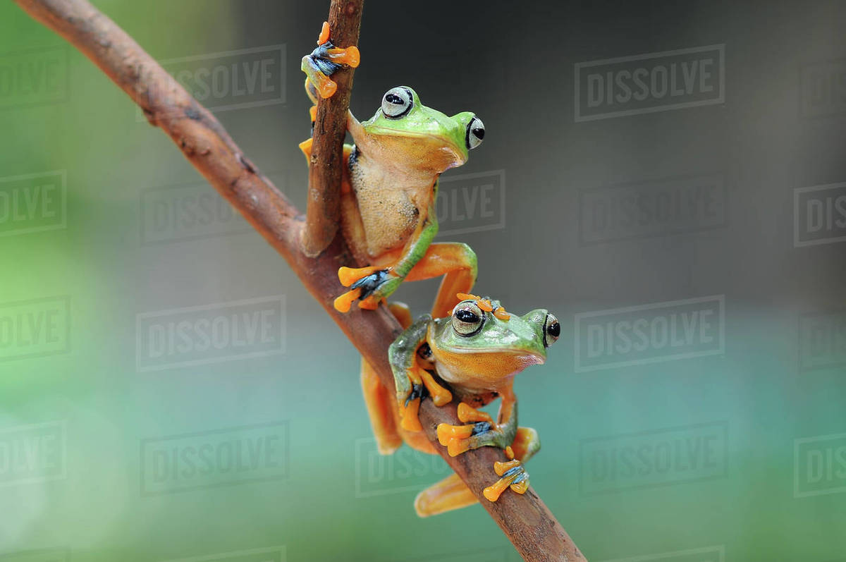 Close-up of two frogs sitting side by side on a branch, Indonesia ...