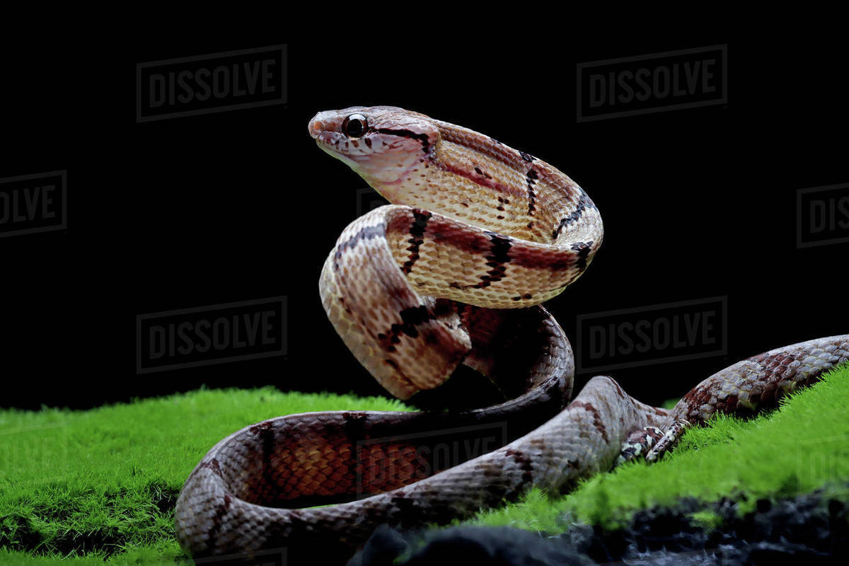 Boiga cynodon snake on moss ready to strike, Indonesia - Royalty-free ...