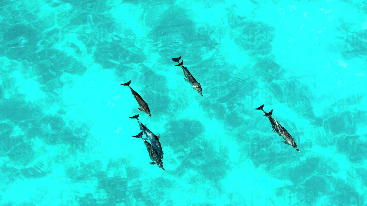Aerial view of a pod of Atlantic Spotted Dolphins swimming in ocean ...