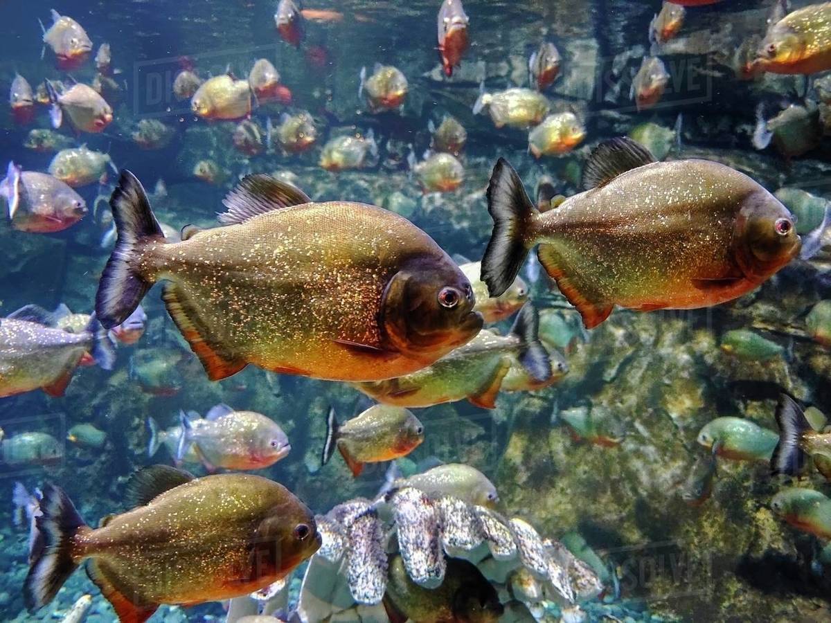 Close-up of piranha fish swimming in an aquarium - Royalty-free Stock ...