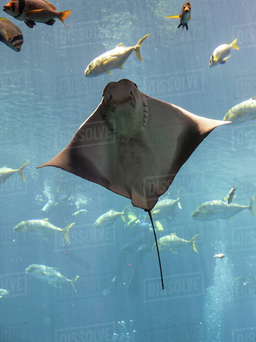 Low angle view of a stingray swimming in an aquarium with a diver in ...