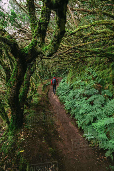 Woman walking through laurel forest, Anaga Rural Park, Tenerife, Canary ...