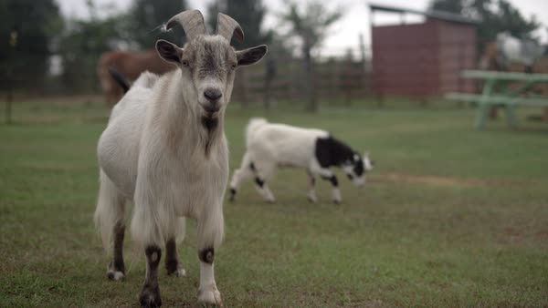 A white bearded goat walking toward the camera - 4K Royalty-free Stock ...