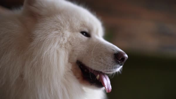 Close-up of the face of a white fluffy dog of the Samoyed breed who ...