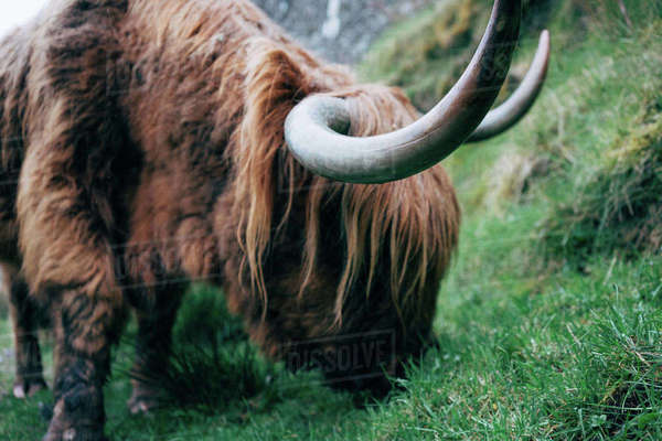 Huge ginger yak feeding on green lawn against aged stone building ...