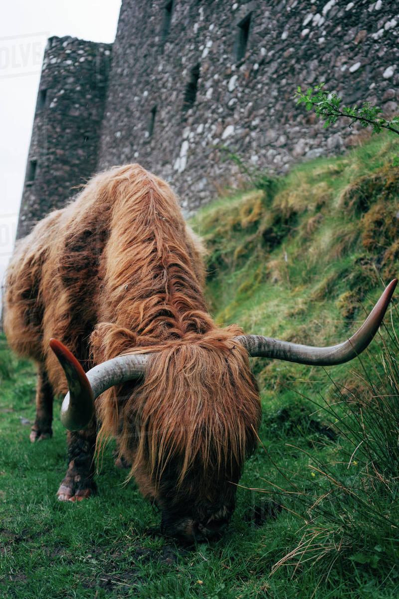 Huge ginger yak feeding on green lawn against aged stone building ...