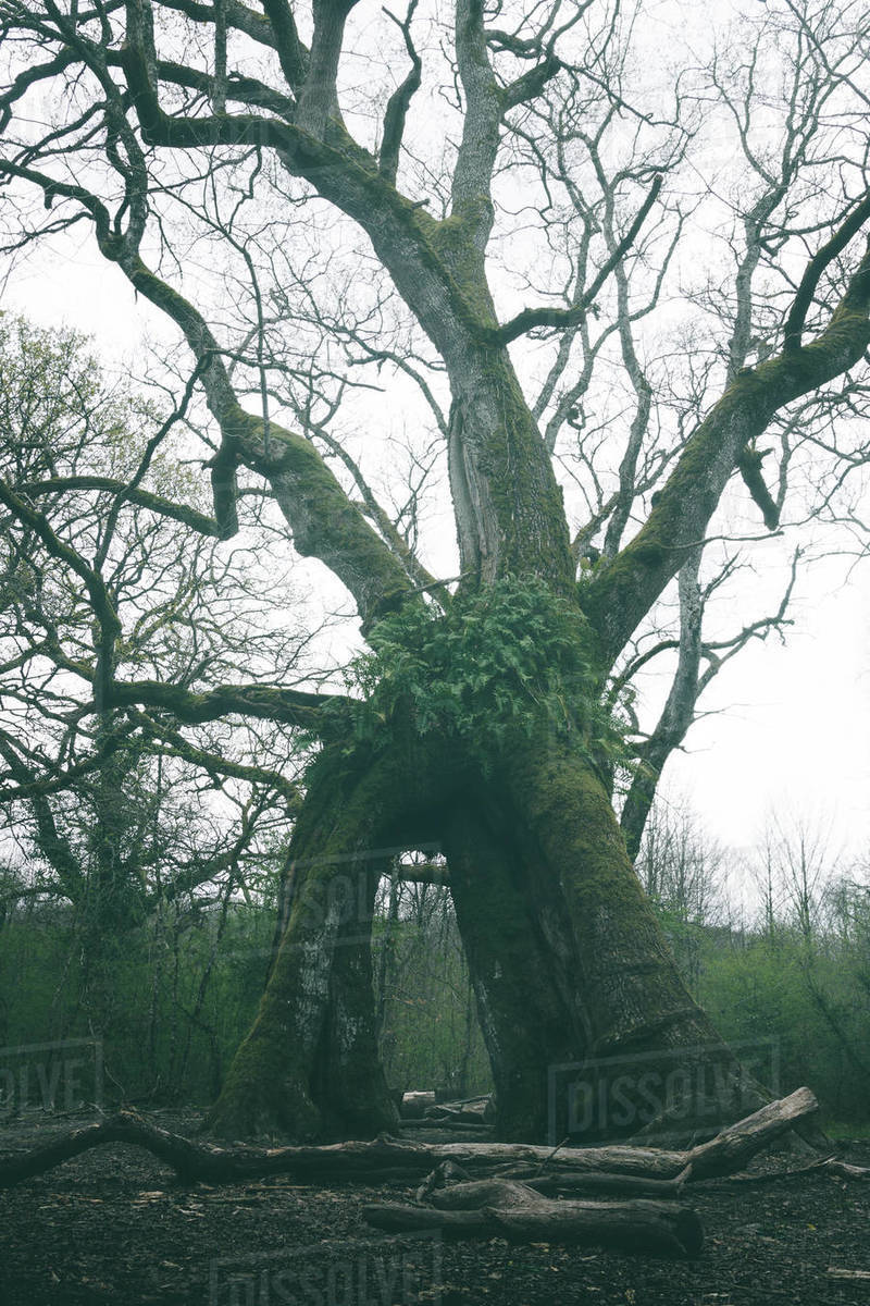 Natural arch in huge ancient tree covered by moss in park on background ...