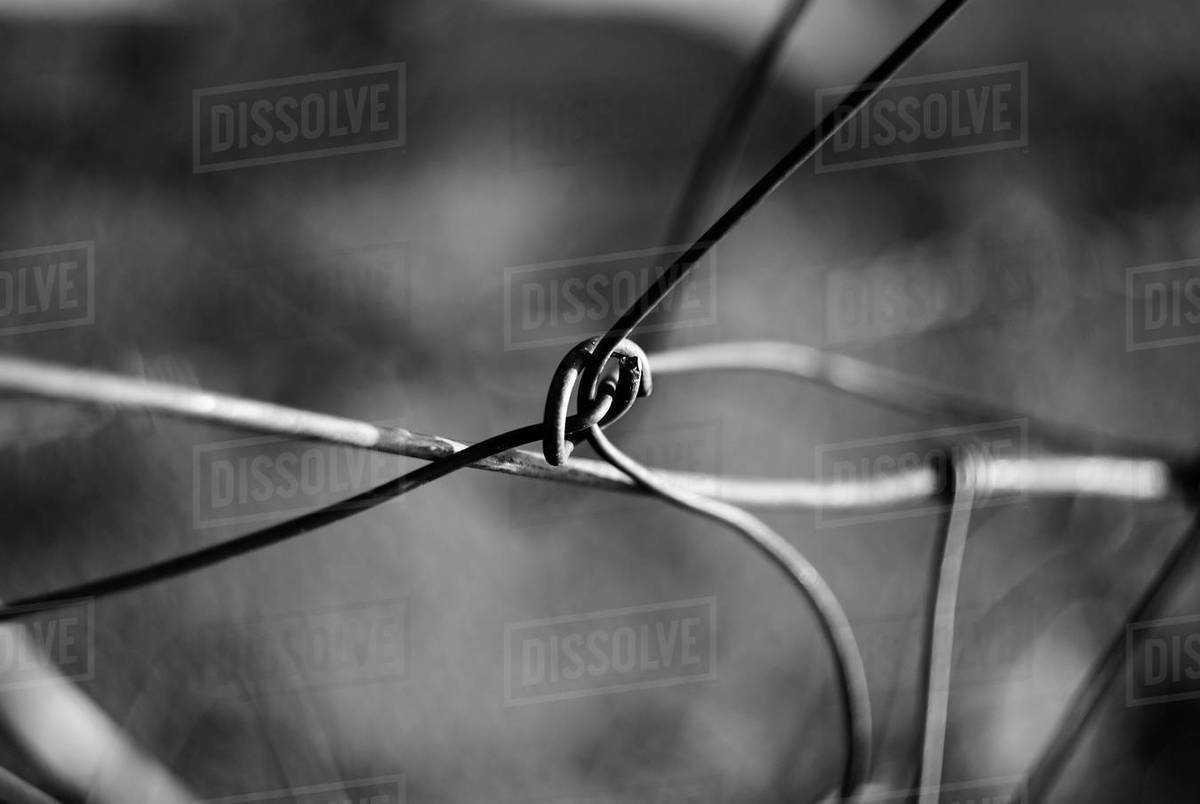 Closeup of shiny strained metal barbed wire on blurred background in ...