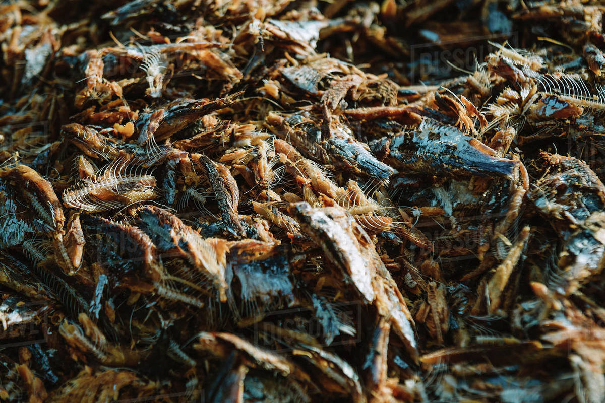 Rotting dead fish bodies placed in pile on sunny day in Gambia ...