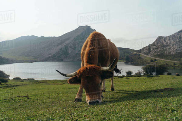 Full body red aubrac cow with big cow bell on necks pasturing on lush ...