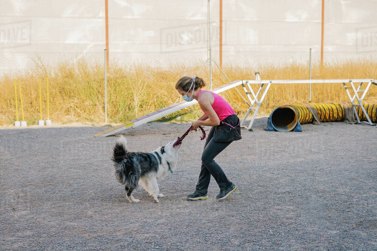 Border Collie dog pulling rope from hand of female instructor during ...