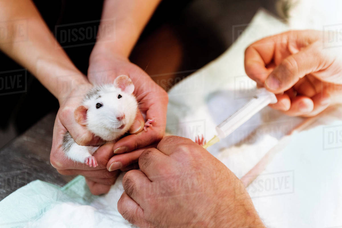 Veterinarian making injection for rat - Royalty-free Stock Photo | Dissolve