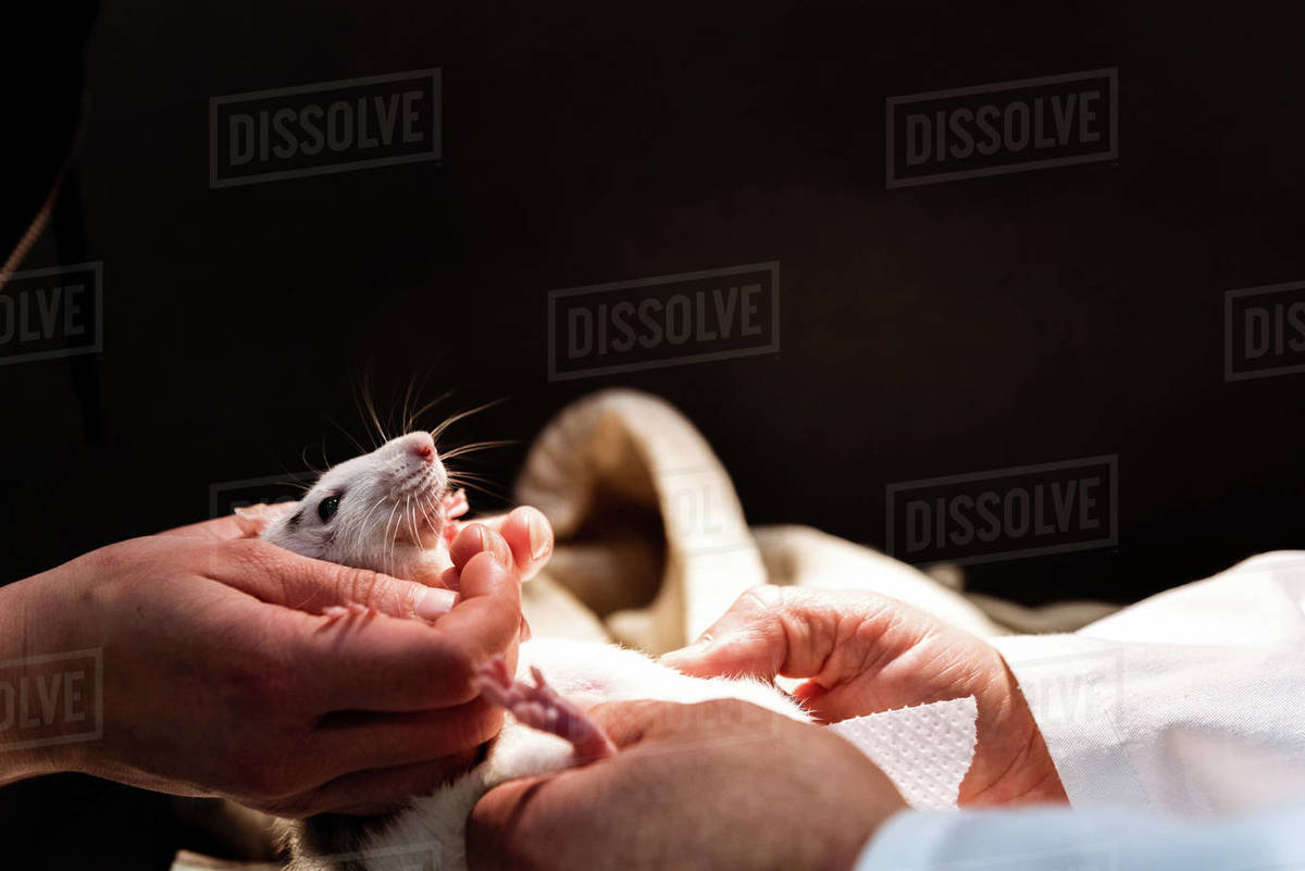 Vet doctor examining pet rat - Royalty-free Stock Photo | Dissolve