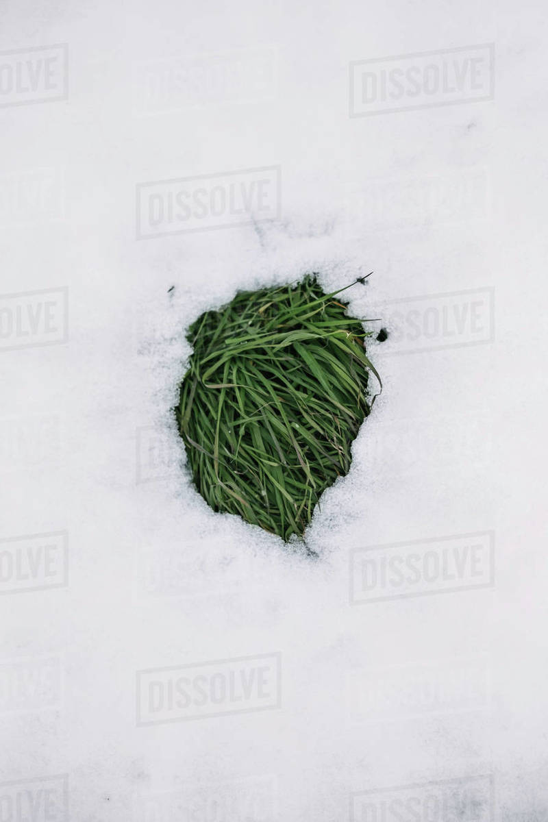 Top view of small thawed patch with fresh green grass on white melting ...