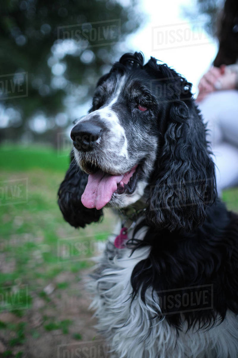 Cute black and white big Spaniel with tongue out standing on green ...