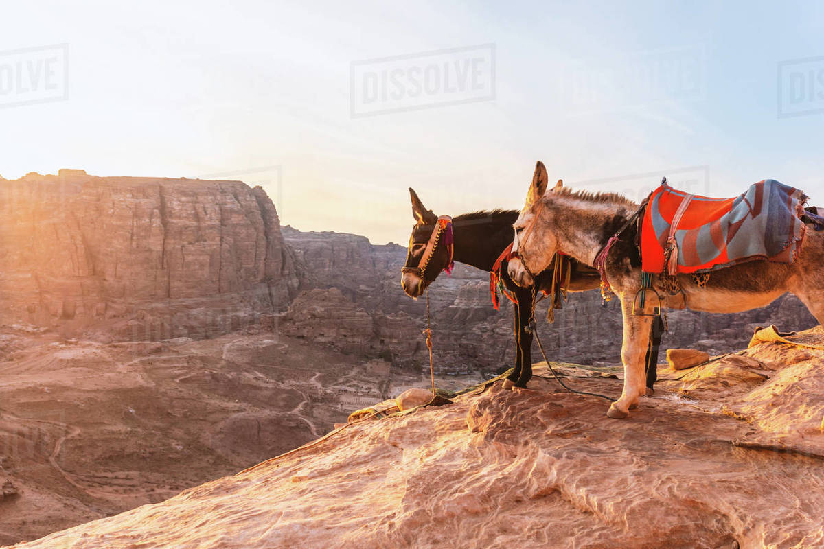 Donkeys standing together on edge of mountain under rocky terrain dry ...