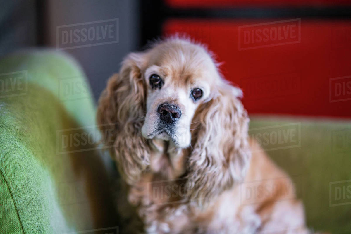 Cute tranquil Cocker Spaniel dog sitting on sofa and looking at camera ...