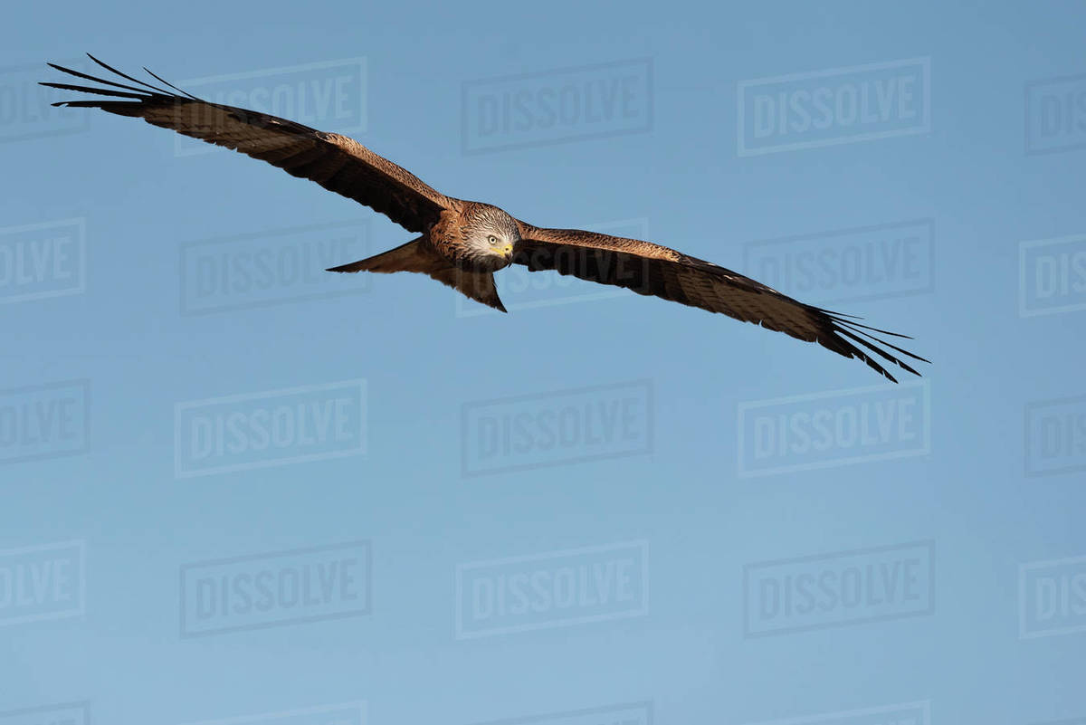 From below wild hawk flying in blue sky and hunting on sunny day in ...