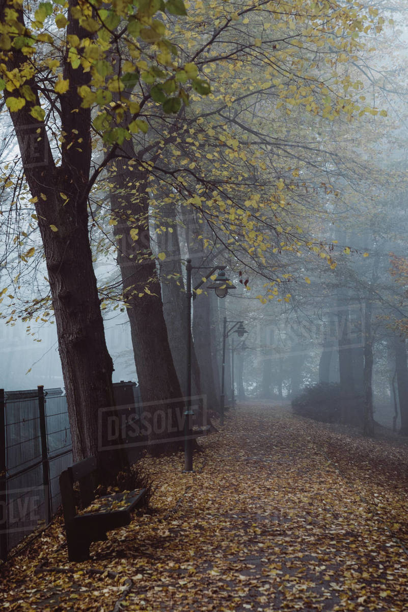Gloomy landscape with old streetlights along empty alley crossing foggy ...