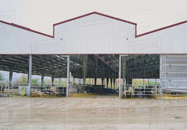 Cow barn with metal fence and stalls under metal roof with yard nearby ...